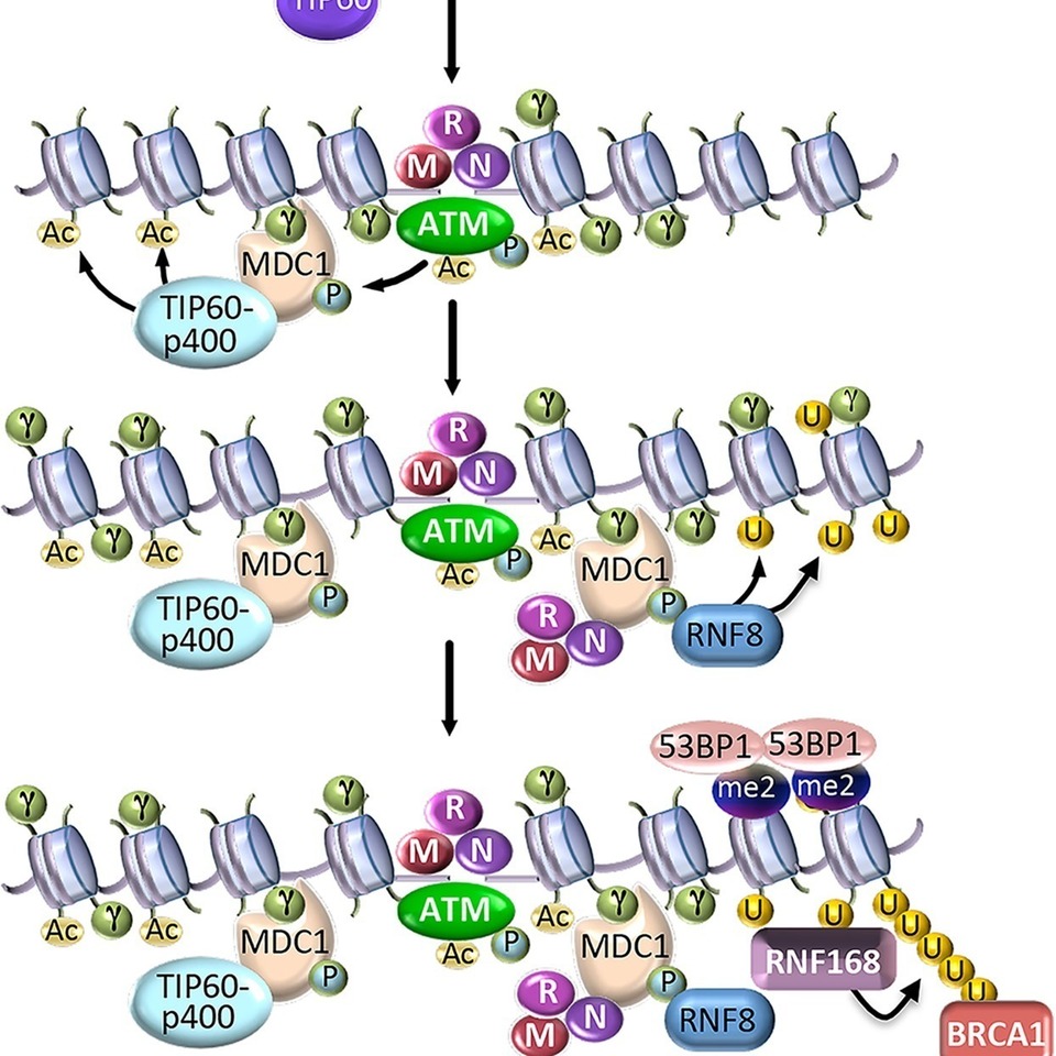 Plos Pathogens Impact Factor - Design Talk