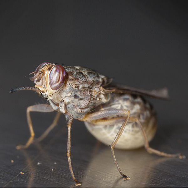 Tsetse Genome Biology - PLOS Collections