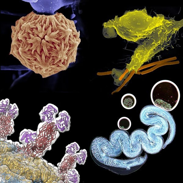 PLOS Pathogens: 10th Anniversary Collection - PLOS Collections