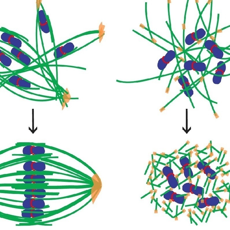 PLOS Genetics Research Prize - PLOS Collections