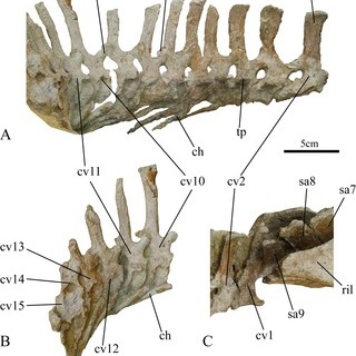 Paleontology - PLOS Collections