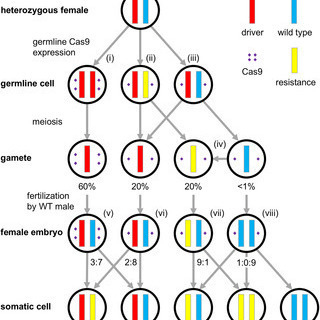 PLOS Genetics Top 10% - PLOS Collections