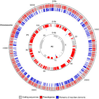 Prokaryotic Genome Collection - PLOS Collections
