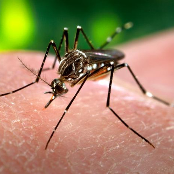 Genetically Modified Insect - PLOS Collections